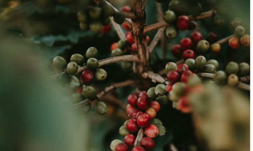 Understanding Coffee: 4 Major Varieties – Roastmasterz by Java Original ...